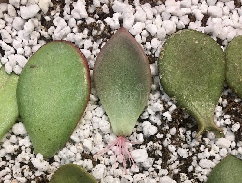 Sprouting Leaves of Crassula Succulent Stock Image - Image of fresh ...