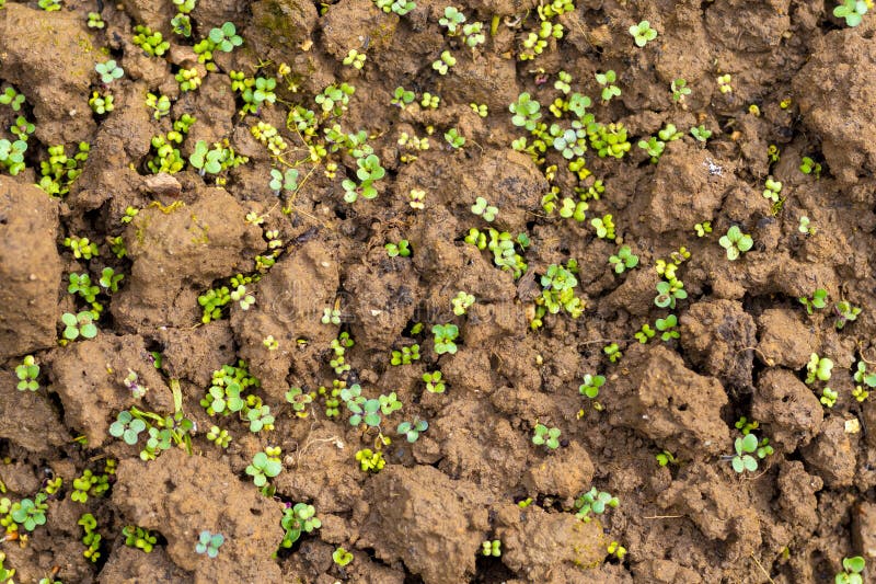Sprouting Green Shoots on Moist Soil. Top View Stock Photo - Image of ...