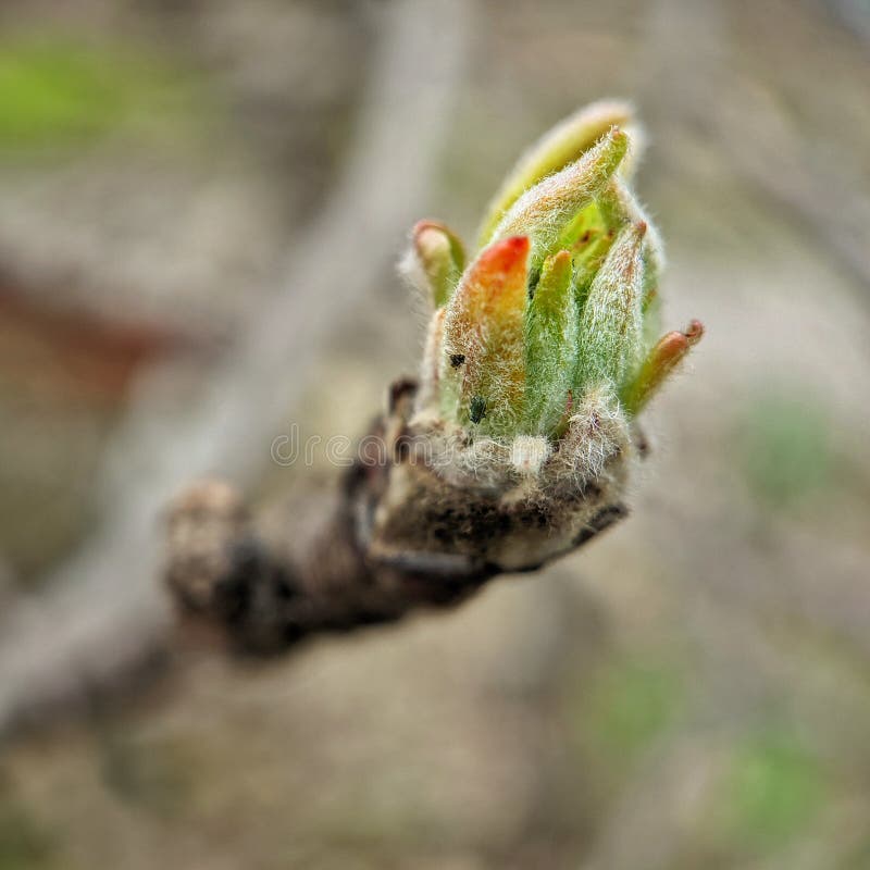 Sprouting Leaf of an Apple Tree Stock Image - Image of sprouting ...