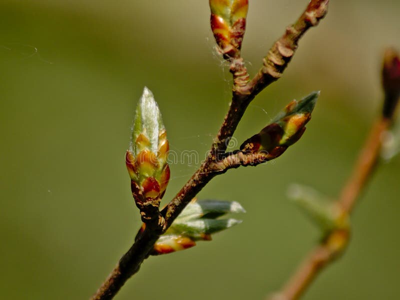Branch with Sprouting Leafs of a Speckled Alder Tree Stock Image ...