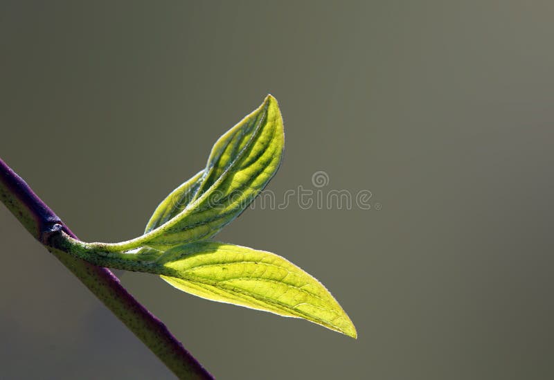 Sprouting leaf stock photo. Image of leaf, grow, sprouts - 94553946