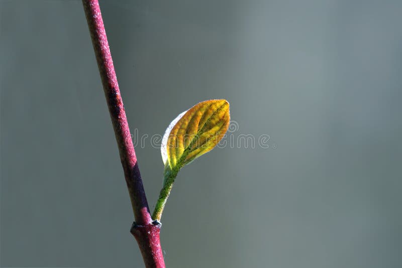 Sprouting leaf stock image. Image of nature, spring, seedling - 94557137