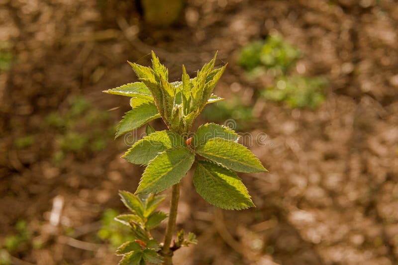 Sprouting Leafs of an Elder Tree - Sambucus Nigra Stock Photo - Image ...