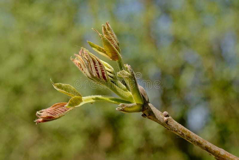 Sprouting Red Maple Tree Leaves Stock Photos - Free & Royalty-Free ...