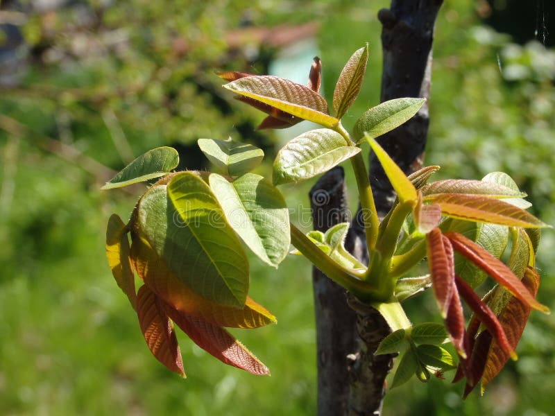 Sprouting Leafs of a Black Walnut Tree in Springtime. Young Walnut ...