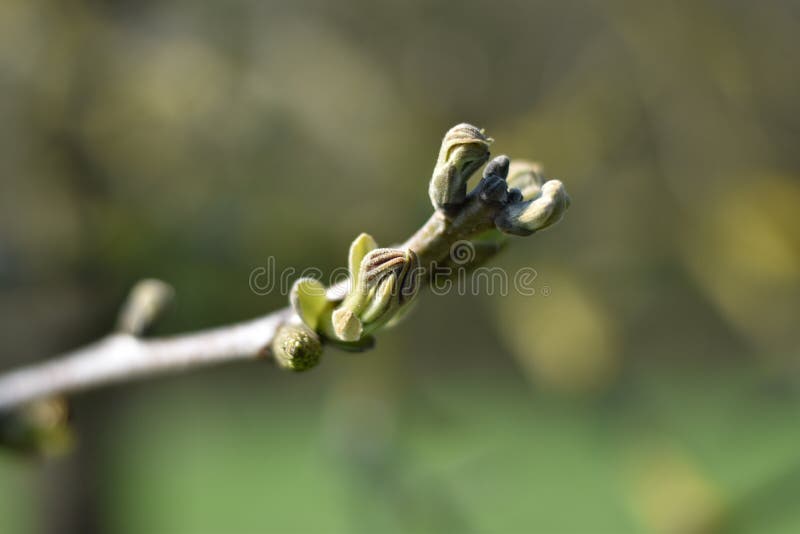 Sprouting Leaves on a Deciduous Tree on a Sunny Day Stock Image - Image ...