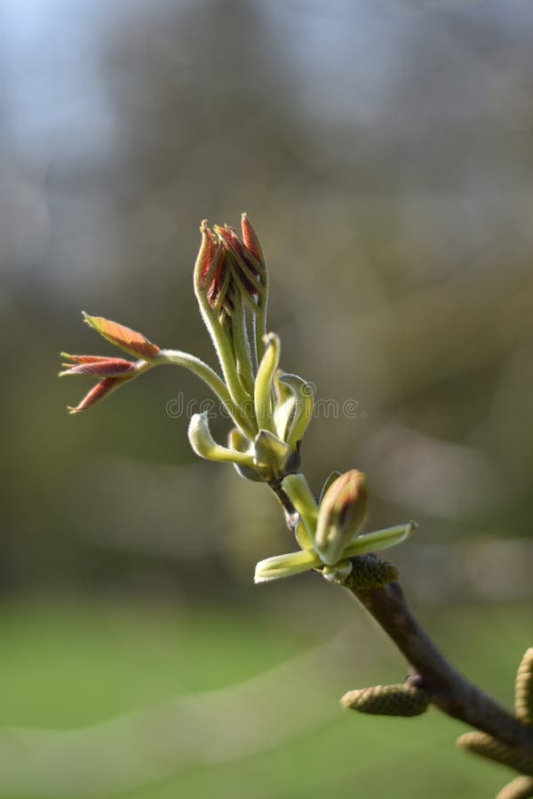 Sprouting Leaves on a Deciduous Tree on a Sunny Day in Spring Close-up ...