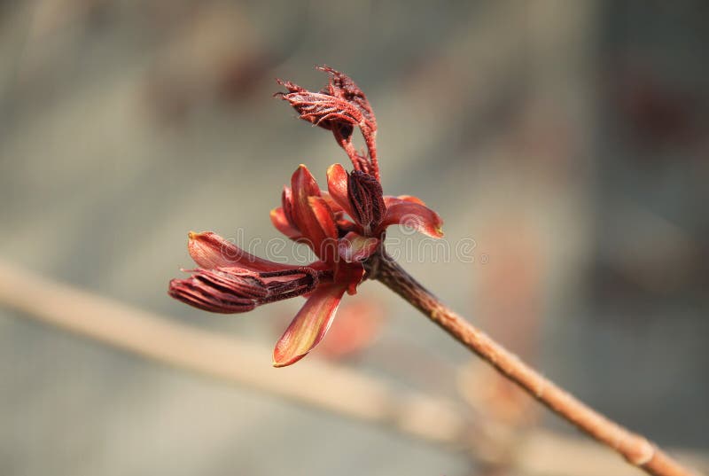 Sprouting leaves of maple stock image. Image of germinating - 93174955