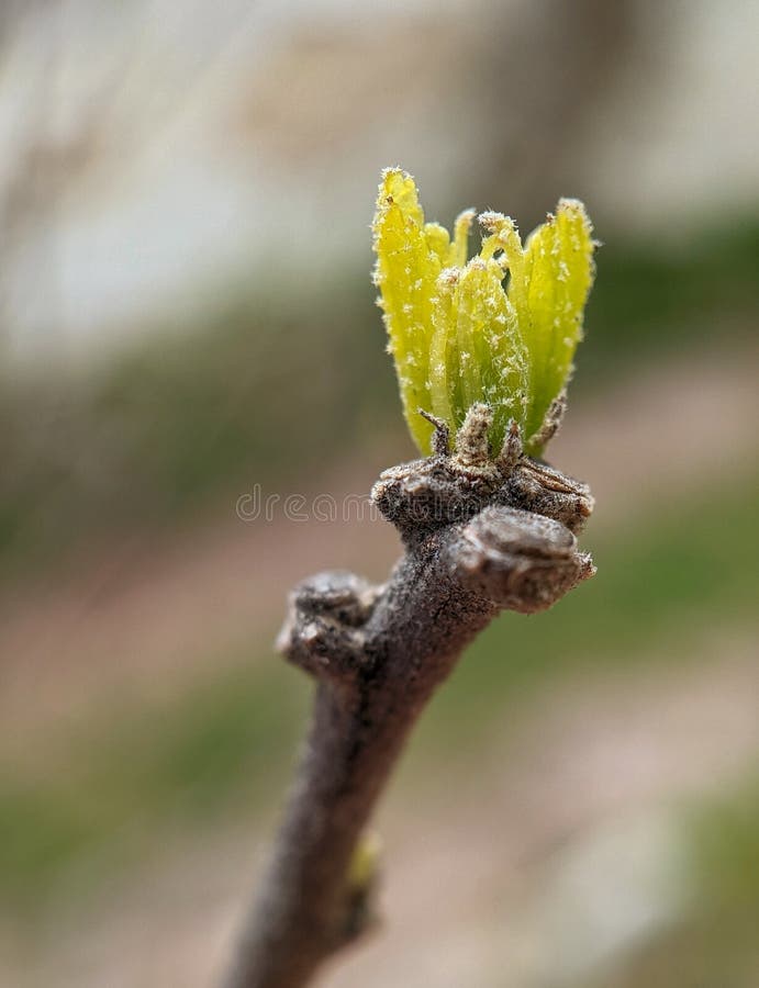 Sprouting Leaves of a Dogwood Shrub in Springtime Stock Photo - Image ...