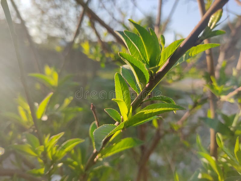 Sprouting Leaves of a Dogwood Shrub in Springtime Stock Photo - Image ...