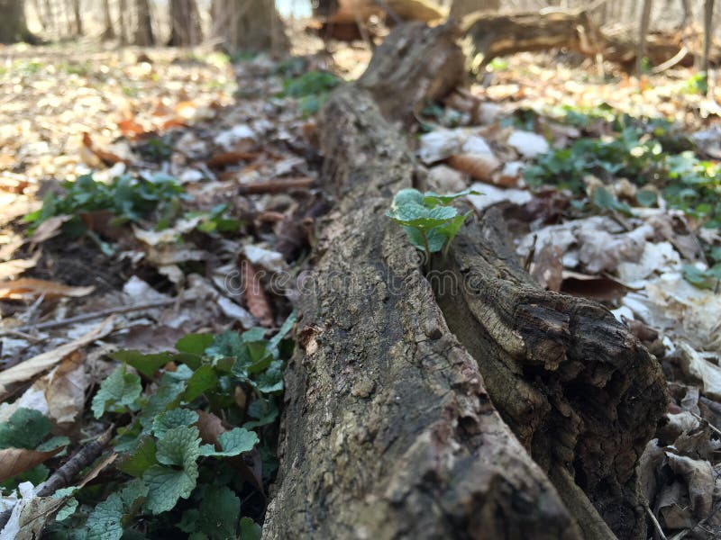 Sprouting life stock image. Image of fallen, sprouting - 70034243