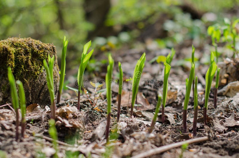 Sprouting Lilies of the Valley in the Forest in Early Spring Stock ...