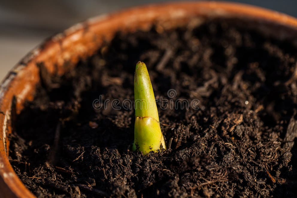Sprouting lily. stock photo. Image of beauty, cultivated - 49634166