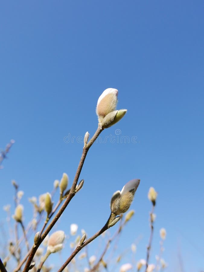 Sprouting magnolia flower stock image. Image of upward - 91670919
