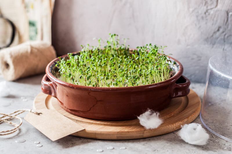 Sprouting Micro Greens stock photo. Image of cotton - 142618120