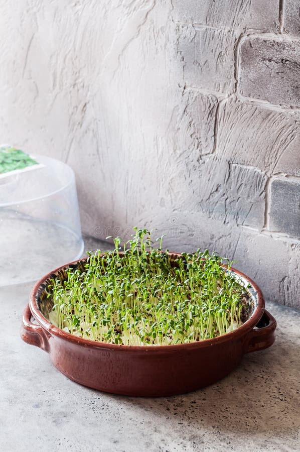 Sprouting Micro Greens stock photo. Image of concept - 142617958