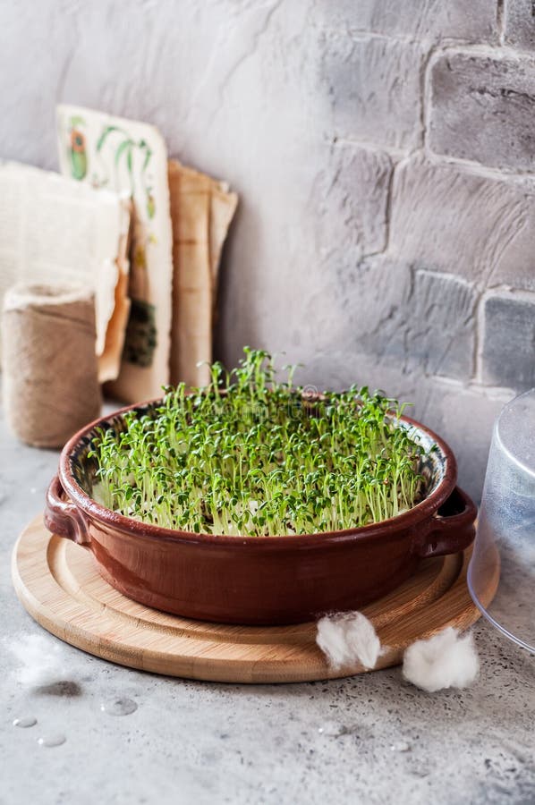 Sprouting Micro Greens stock photo. Image of leaf, cress - 142617982