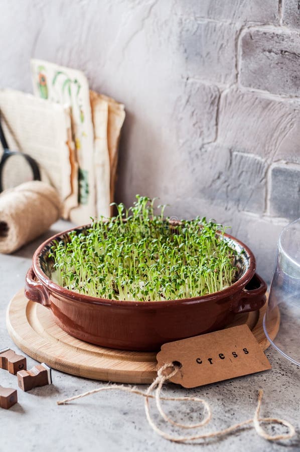 Sprouting Micro Greens stock image. Image of background - 142618047