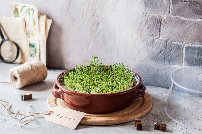 Sprouting Micro Greens stock photo. Image of herb, natural - 142618062