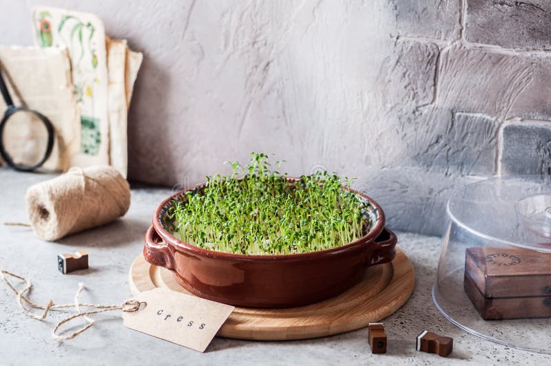 Sprouting Micro Greens stock image. Image of ingredient - 143568227