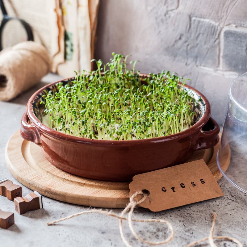 Sprouting Micro Greens stock image. Image of cress, green - 143568215