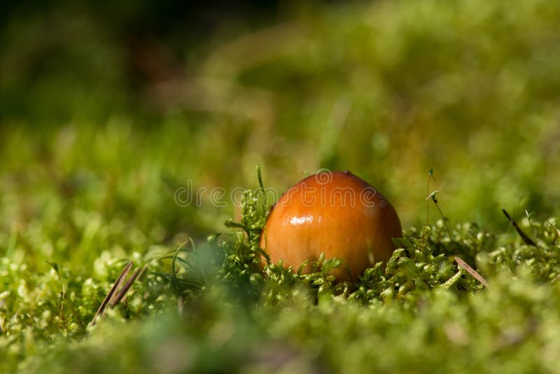 Sprouting mushroom stock image. Image of lichen, mushroom - 81279259