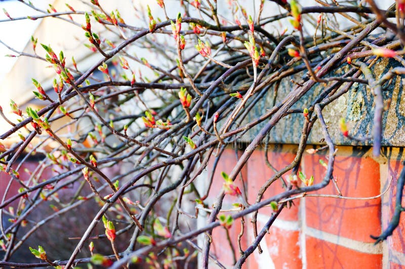 Sprouting New Leaves on Branch in Spring Stock Photo - Image of ...