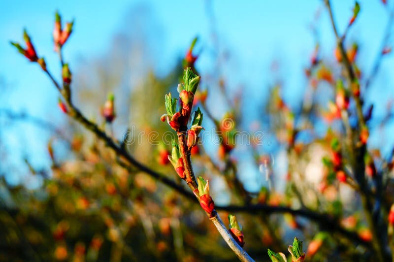 Sprouting New Leaves on Branch in Spring Stock Image - Image of leaf ...