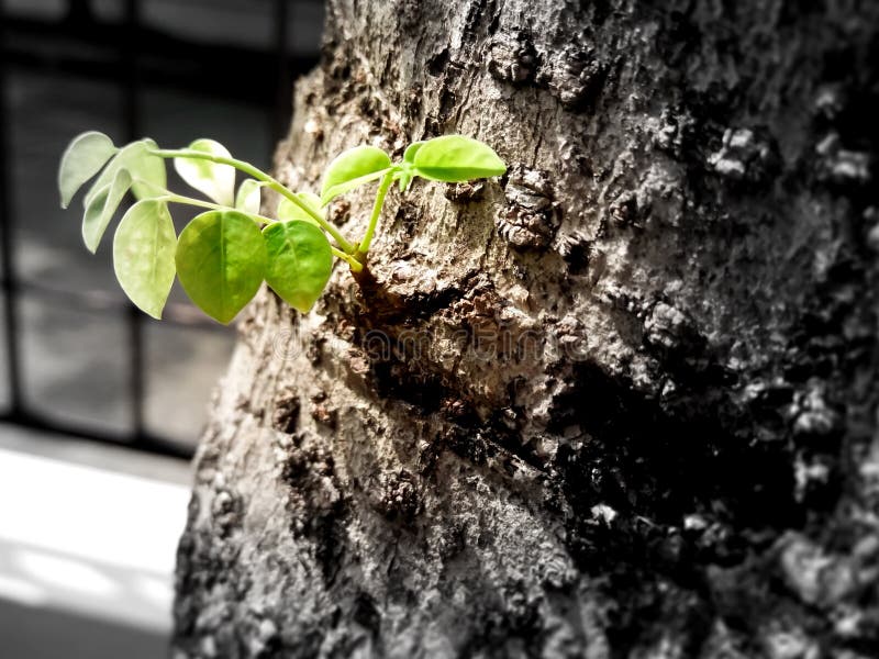 Sprouting New Leaves stock image. Image of leaf, gardening - 92779235