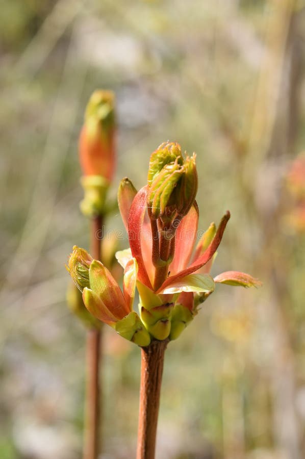 Sprouting New Red Leaves on Sycamore Maple Tree in Springtime Stock ...