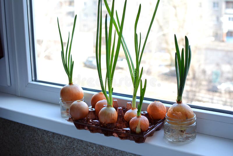 Sprouting Onion Bulb with Green Feathers and Sprouted Root Stock Image ...