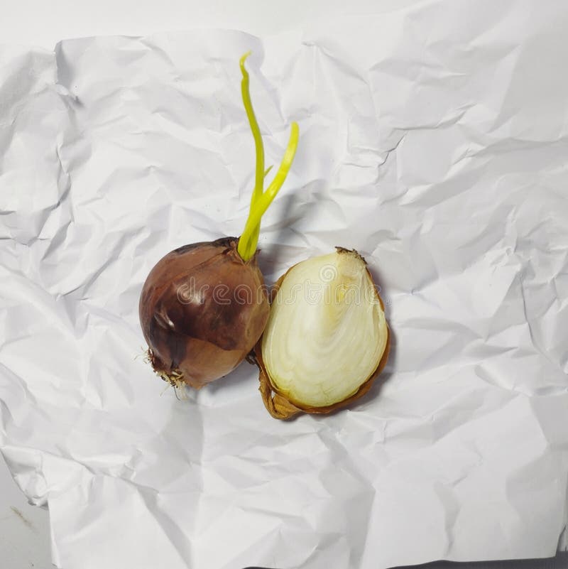 Sprouting Onion and Half Slice on Crumpled Paper Stock Image - Image of ...