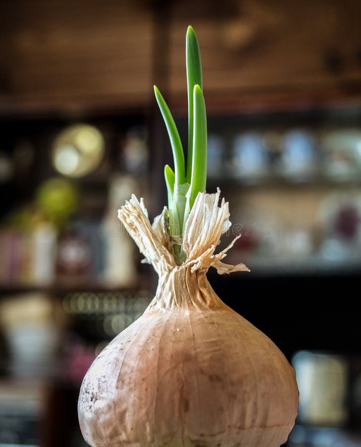 Sprouting onions stock image. Image of food, healthy, closeup - 9146453