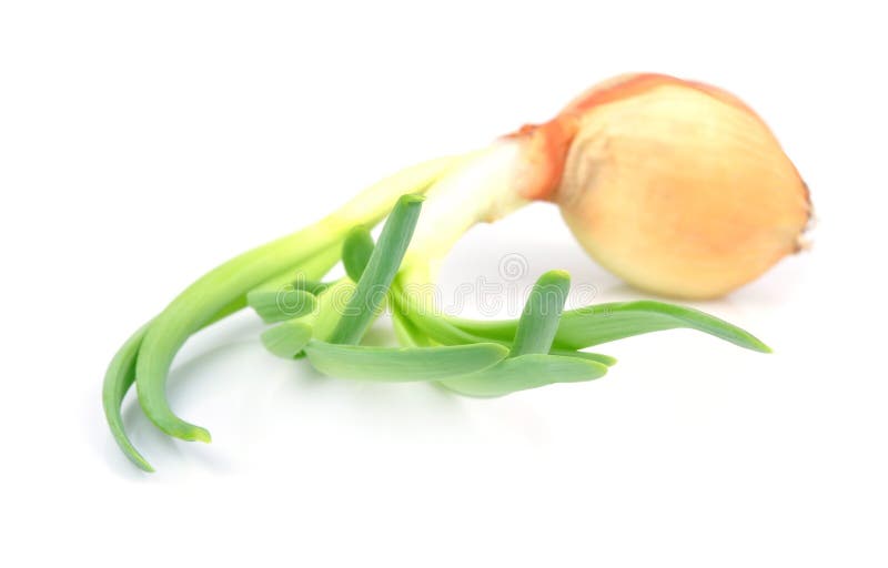 Sprouting onions stock photo. Image of spring, onions - 30554608