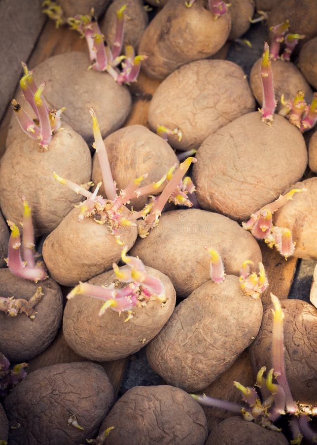 Sprouting Organic Potatoes Ready for Planting Stock Image - Image of ...