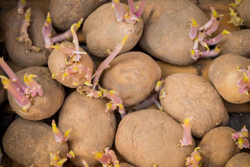 Sprouting Organic Potatoes Ready for Planting Stock Image - Image of ...