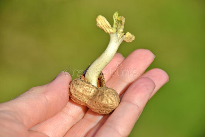 Sprouting Peanut in Your Hand Stock Image - Image of sprouting, peanut ...