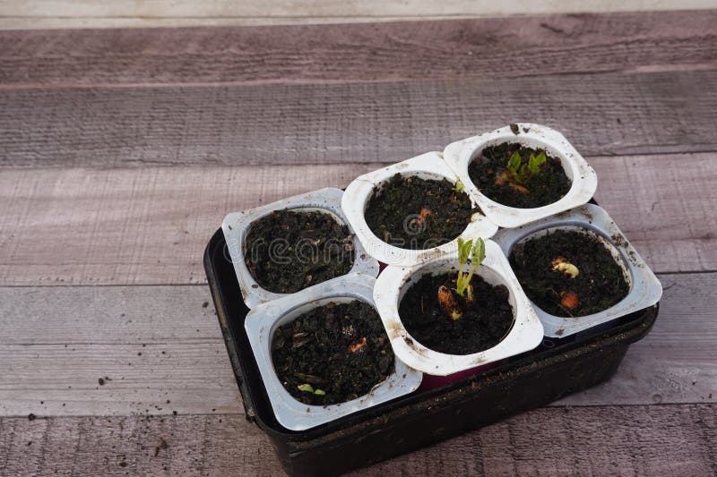 Sprouting Peanuts Growing in Seed Starter Pods on Wooden Table Stock ...