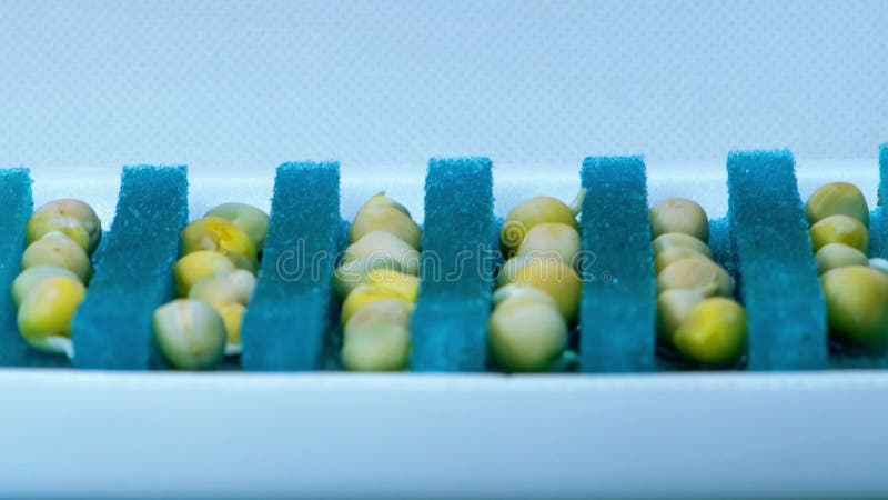 Sprouting shoots stock video. Video of growing, closeup - 54604547