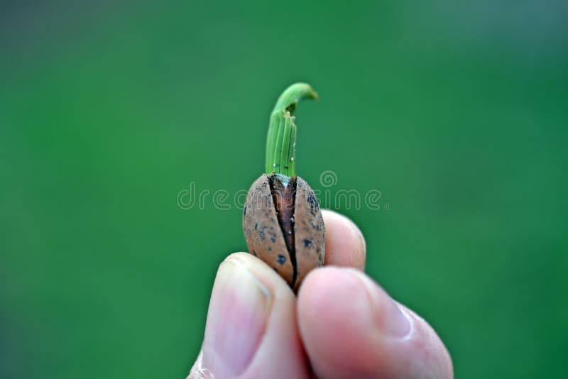 A Sprouting Pine Seed, Stone Pine Stock Image - Image of nature ...