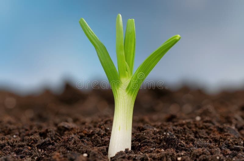 Sprouting Plant Emerging from Soil Stock Illustration - Illustration of ...