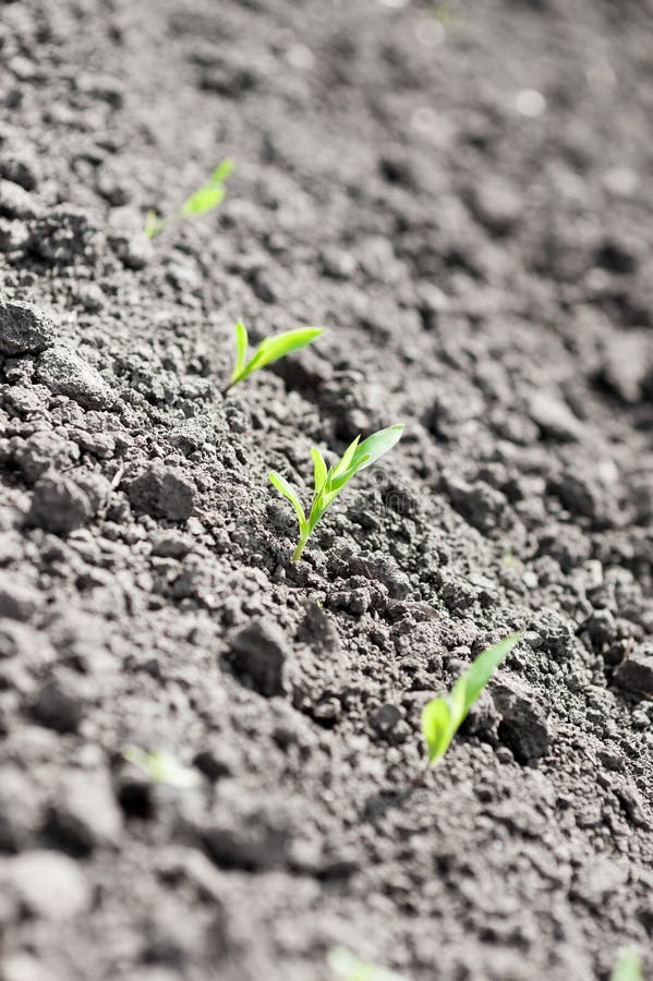 Sprouting plant stock photo. Image of sprout, young, concept - 31242108