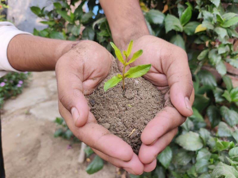 Sprouting Plant in Hands Concept Environment Conservation and Save ...