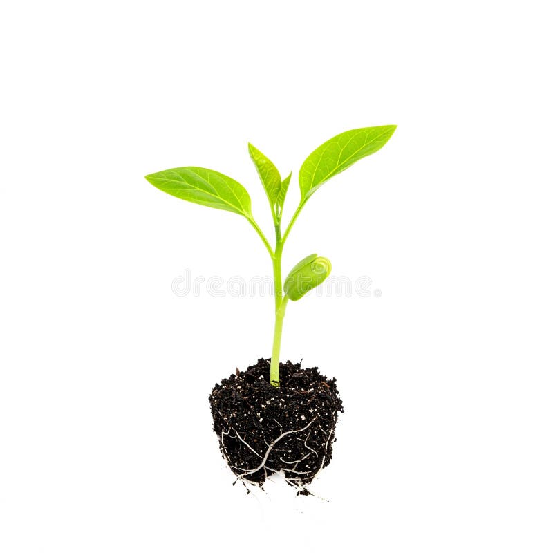 Sprouting Plant with Seed in Soil Isolated on White Background. Young ...
