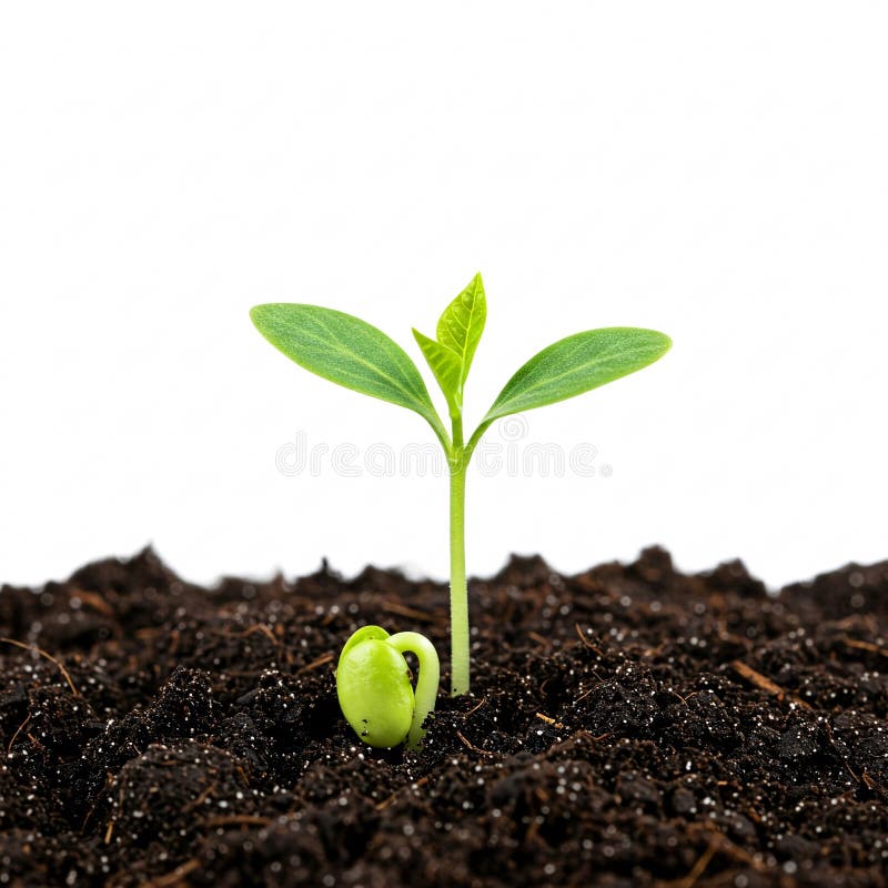 Sprouting Plant with Seed in Soil Isolated on White Background. Young ...