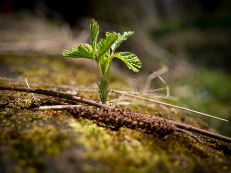 Sprouting Plant in the Spring Stock Photo - Image of budding, detail ...