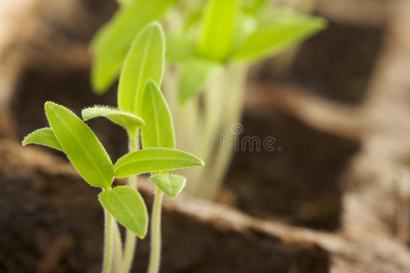 Sprouting Plants stock image. Image of fertile, develop - 4721559