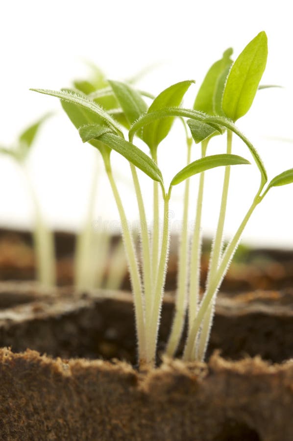 Sprouting Plants stock image. Image of concept, hope, garden - 4721567
