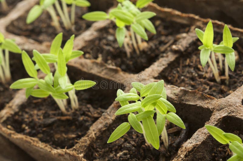 Sprouting Plants34 stock image. Image of healthy, beginning - 4721527