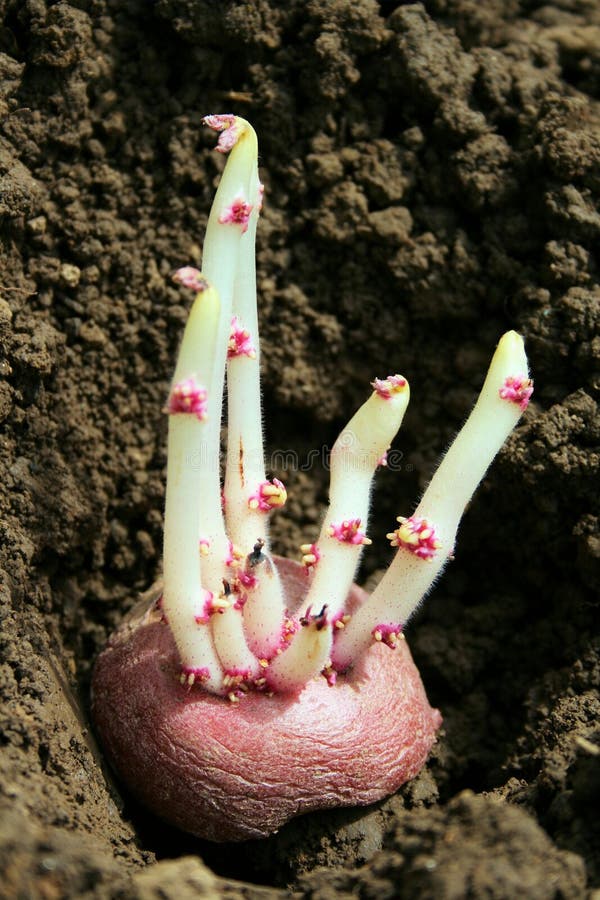 Sprouting Potato stock photo. Image of potato, grow, fresh - 14128750